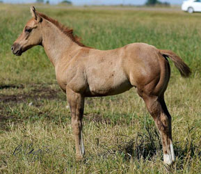2013 Red Dun Filly by Red out of a Frenchmans Guy mare