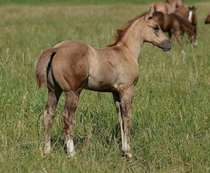 2013 Red Dun Filly by Red out of a Frenchmans Guy mare